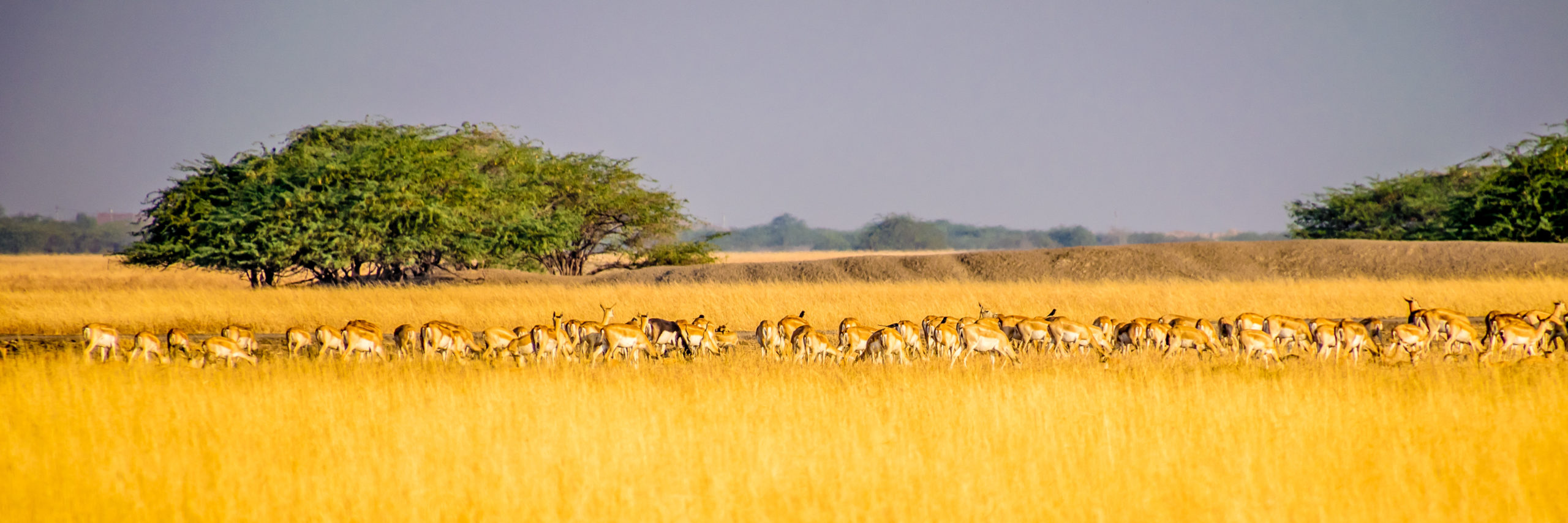 About Us - Center for Large Landscape Conservation