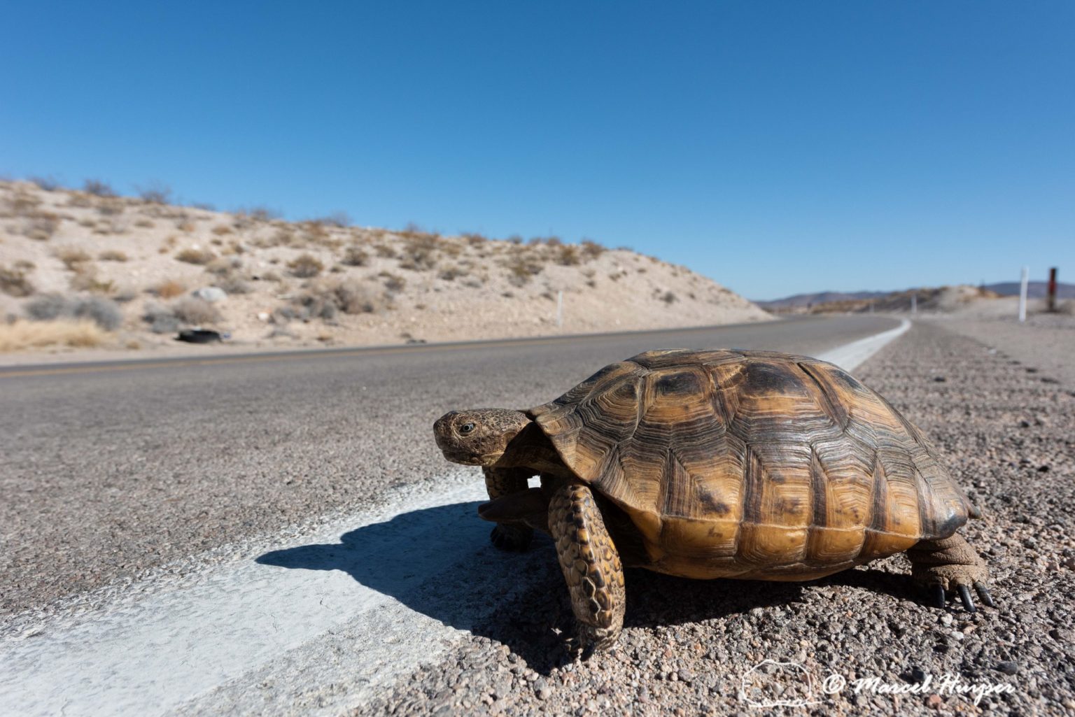 Creating Safe Passage for Desert Tortoises - Center for Large Landscape ...