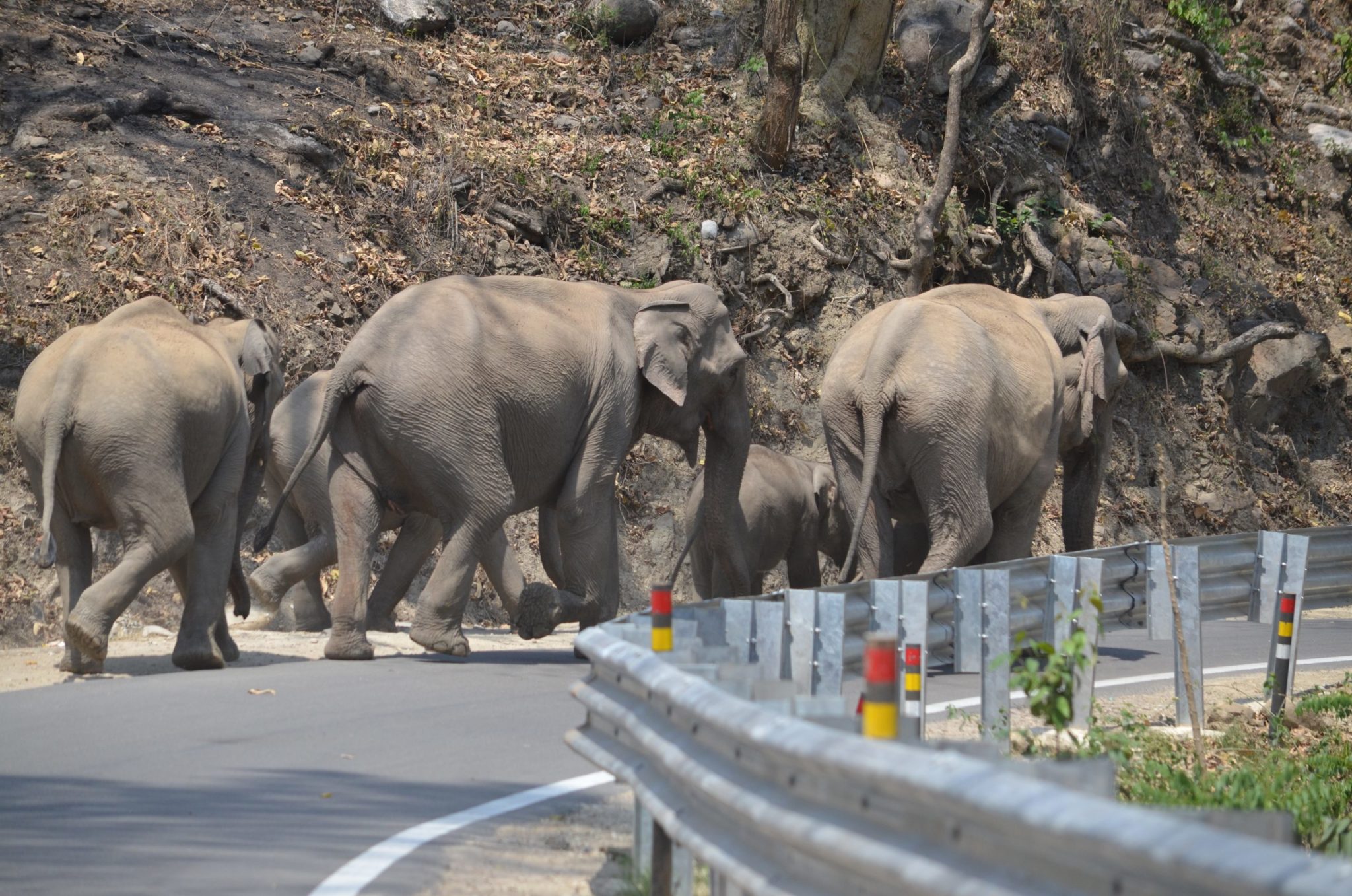 Protecting Asian Elephant Movement in 13 Countries - Center for Large ...