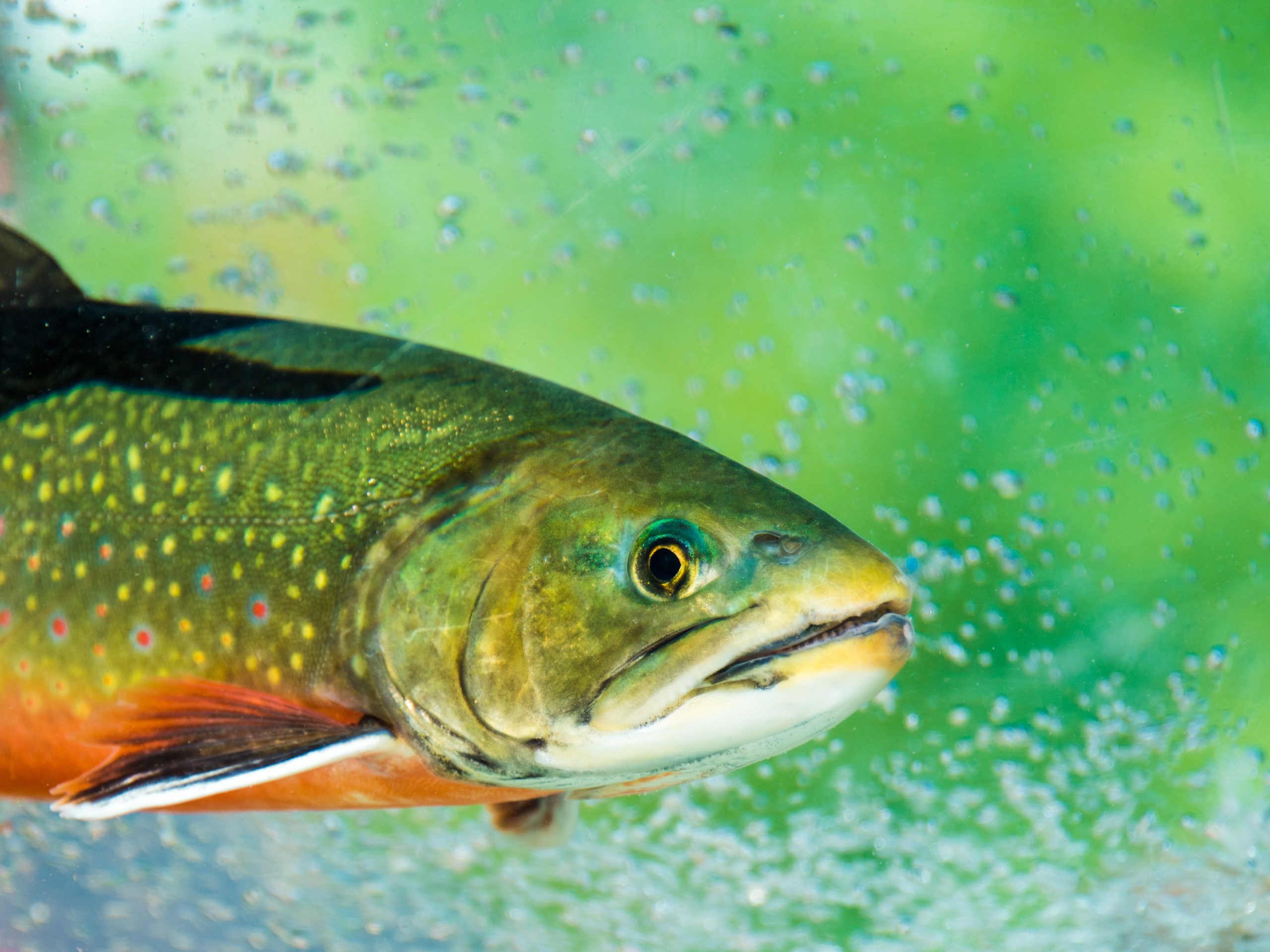 New Toolkit Helps Fish & Wildlife Managers Strategize for Landscape ...