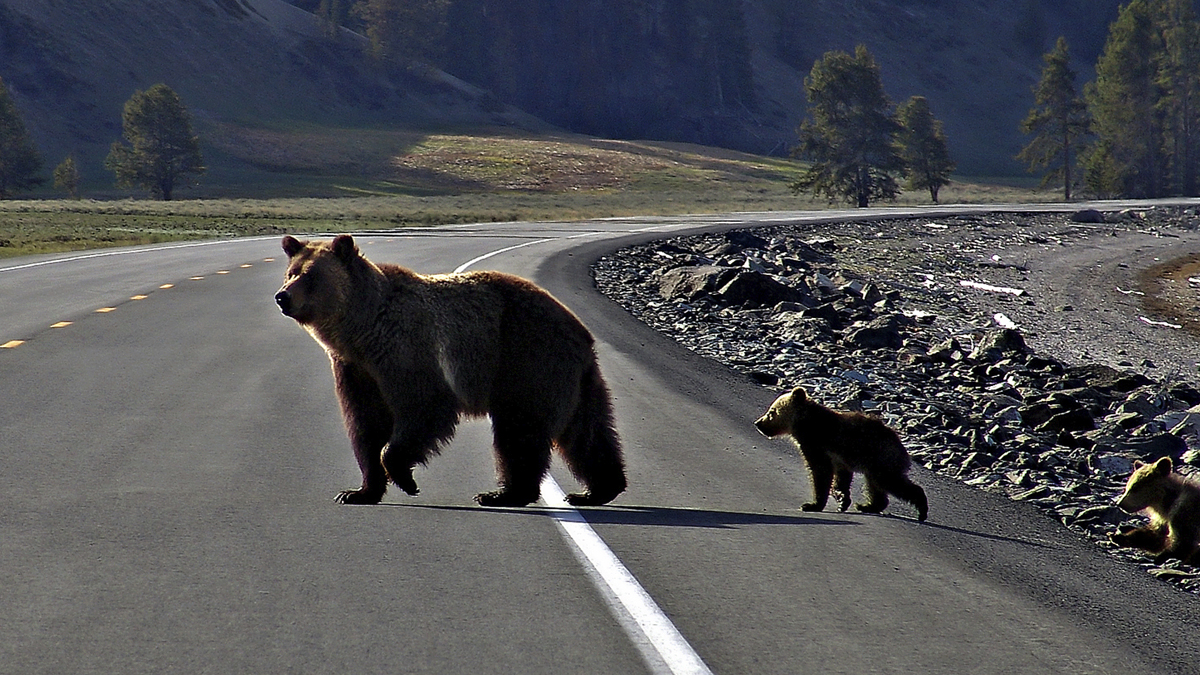 Researchers Examine the Intersection of Human and Wildlife Safety on a ...