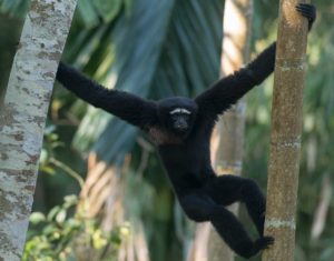 The Center Launches Ape Protection Project in Asia and Africa - Center ...