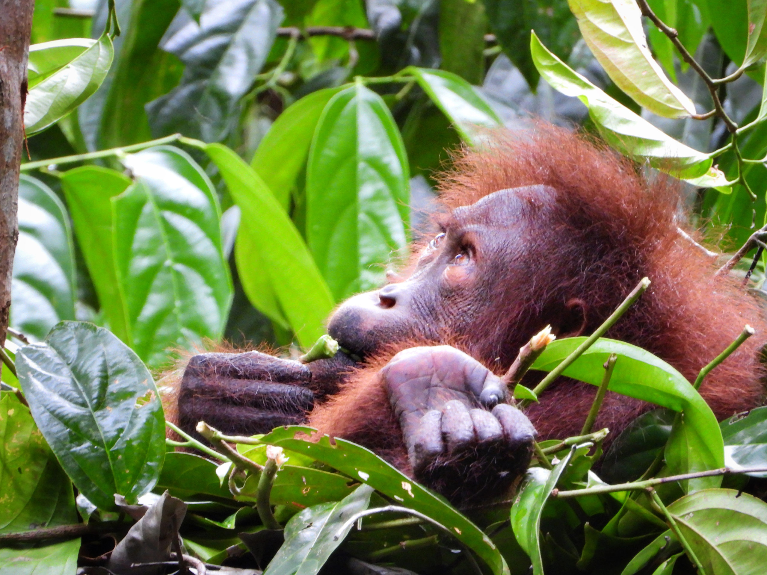 A Wild Encounter in a Borneo Rainforest - Center for Large Landscape ...