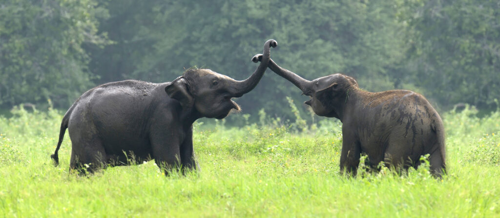 Center for Large Landscape Conservation
