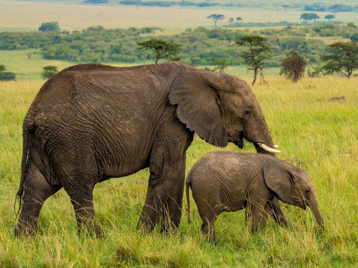 Field Notes from Kenya: Protecting Safe Passage for Elephants - Center ...