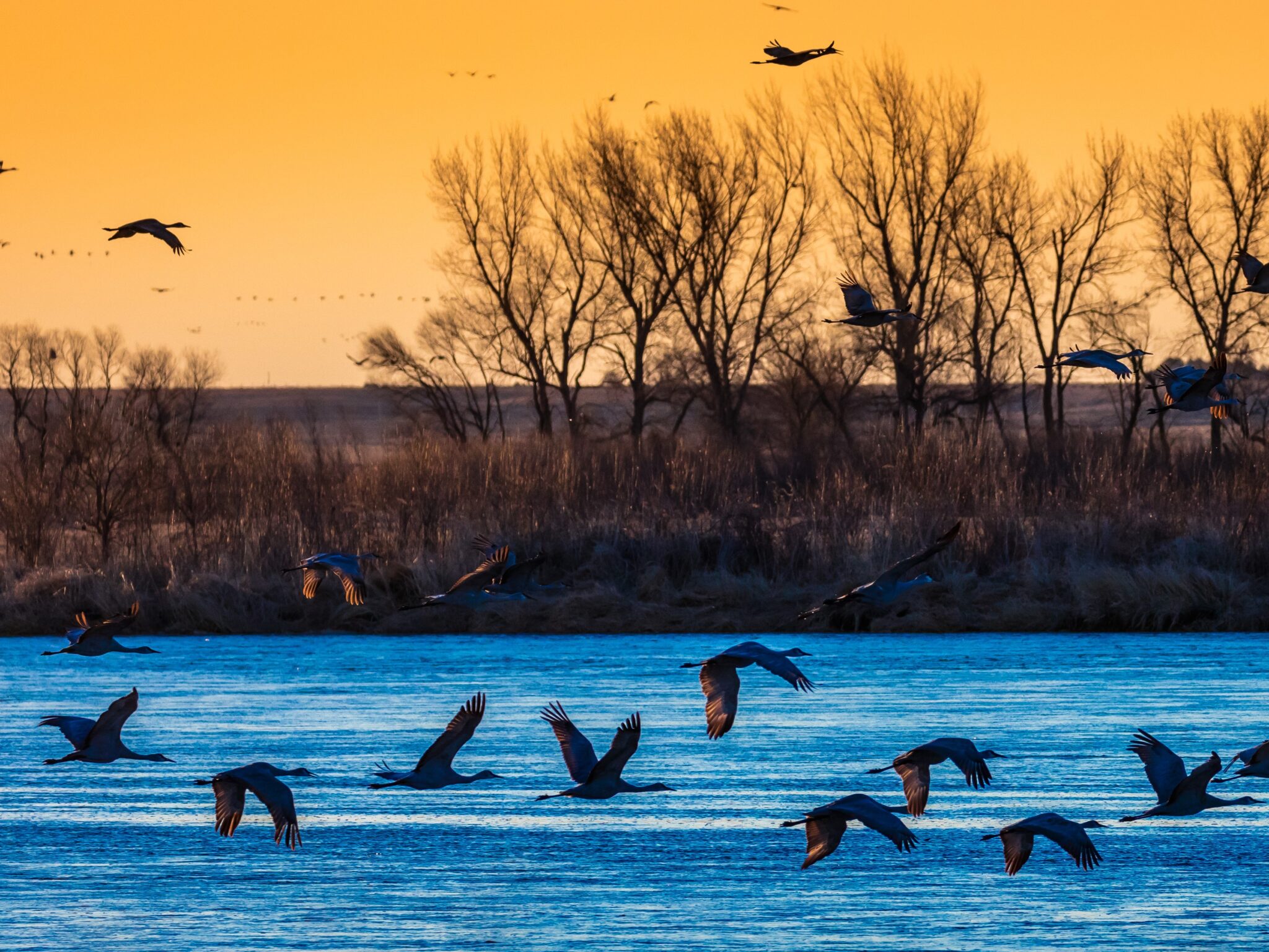 Leave the Light Off: Helping Out Migratory Birds - Center for Large ...