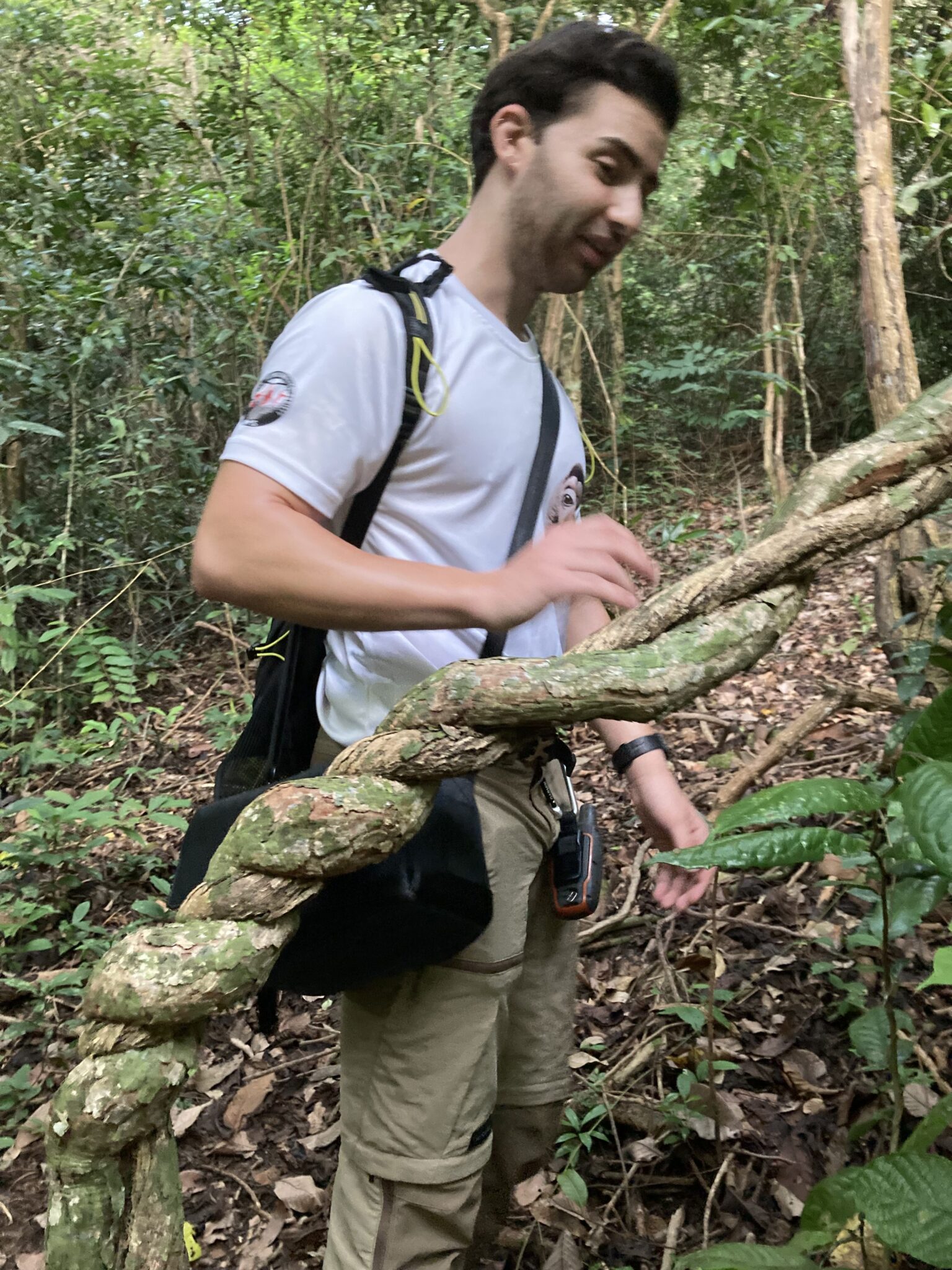 Transforming Gibbons' Commutes: Researching Canopy Bridges in ...