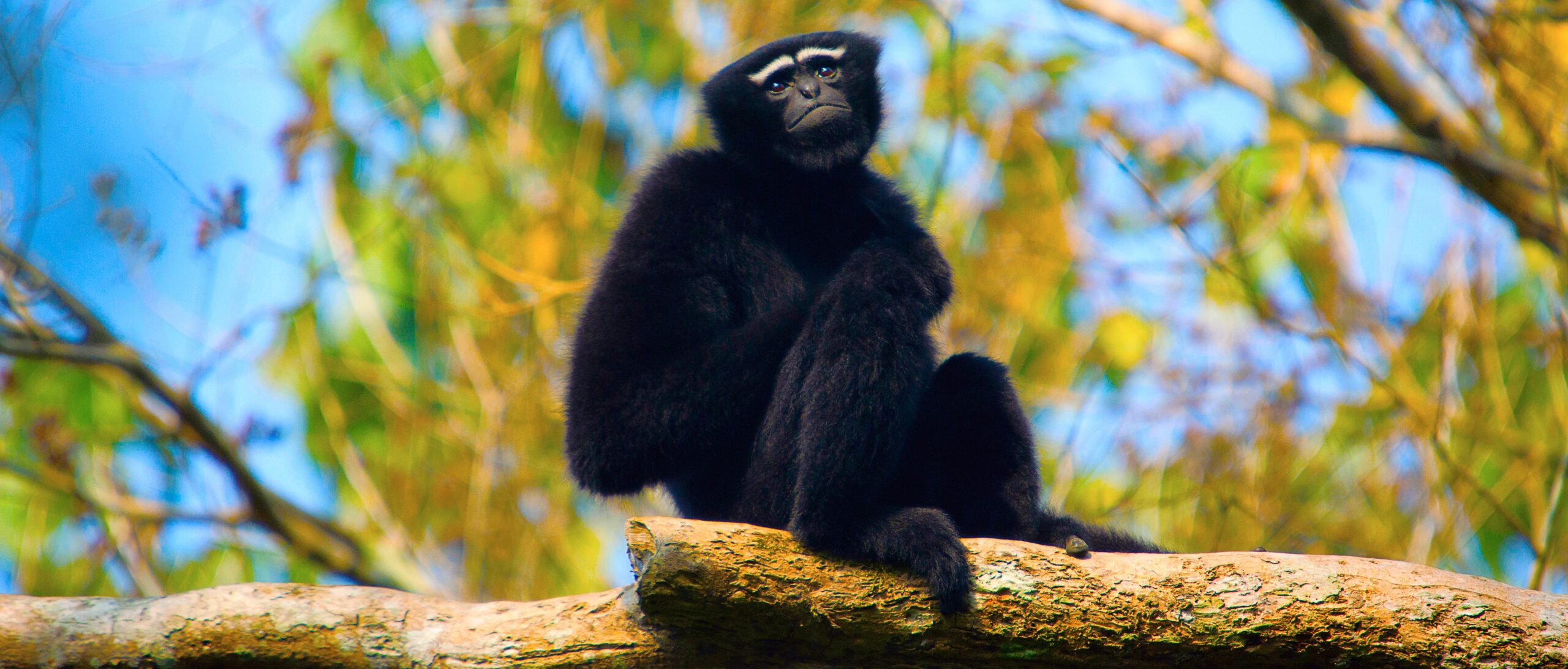 The A.P.E. Project - Center for Large Landscape Conservation